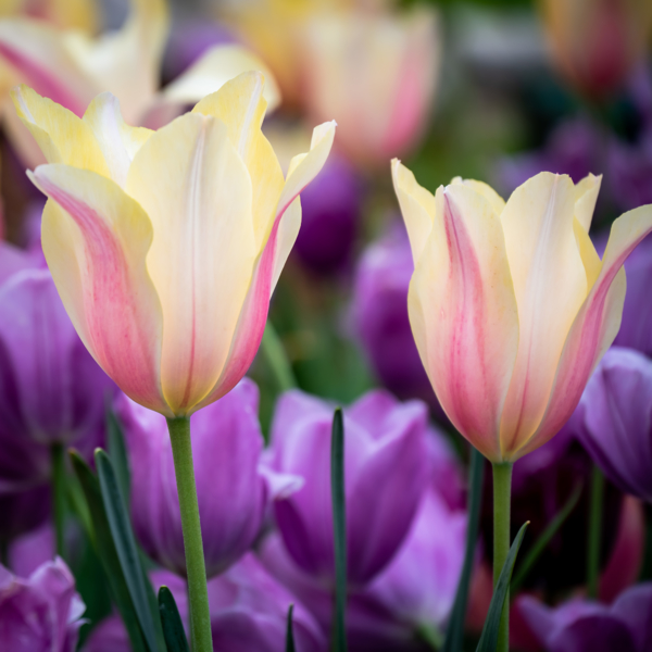 Brenda Barth - Official Website